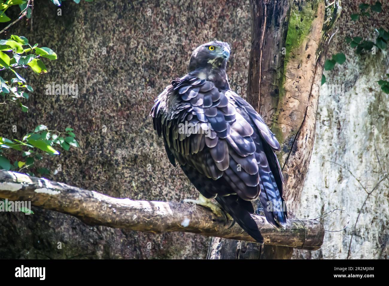 Predator watching prey hi-res stock photography and images - Alamy