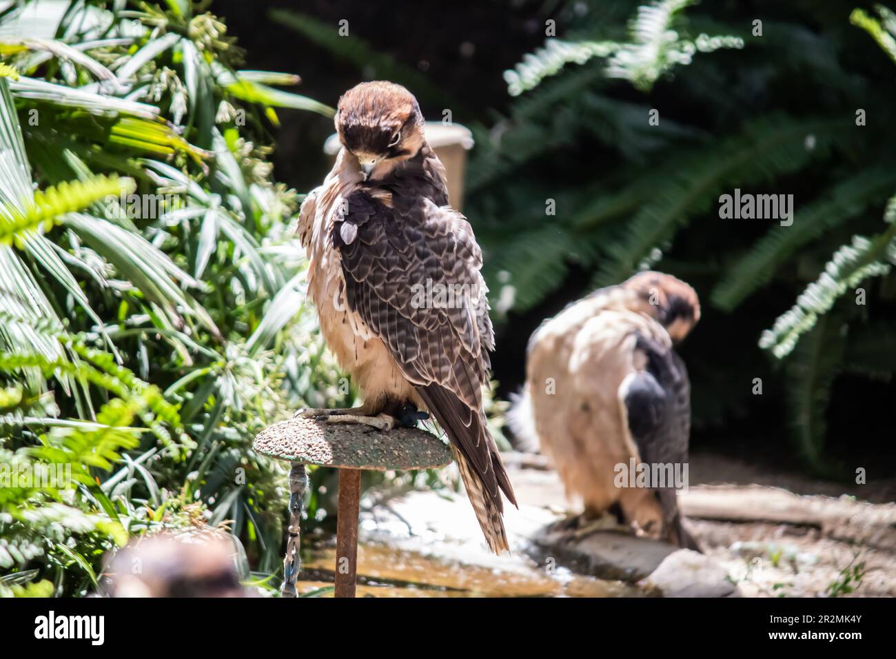 Peregrine Falcon, in Latin Falco peregrinus, one of the world's fastest ...