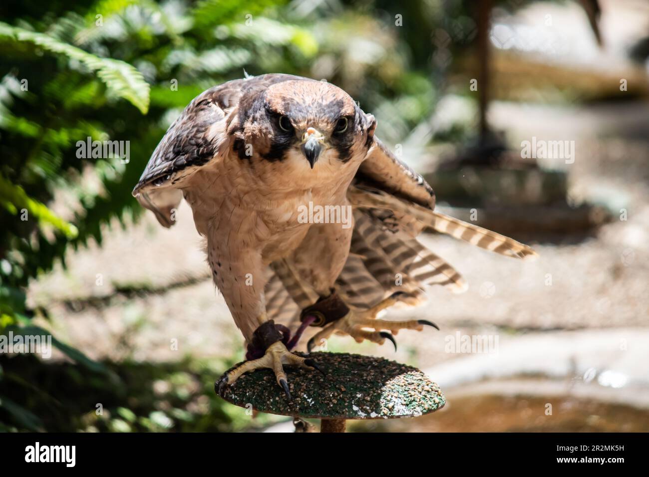 Peregrine Falcon, in Latin Falco peregrinus, one of the world's fastest ...