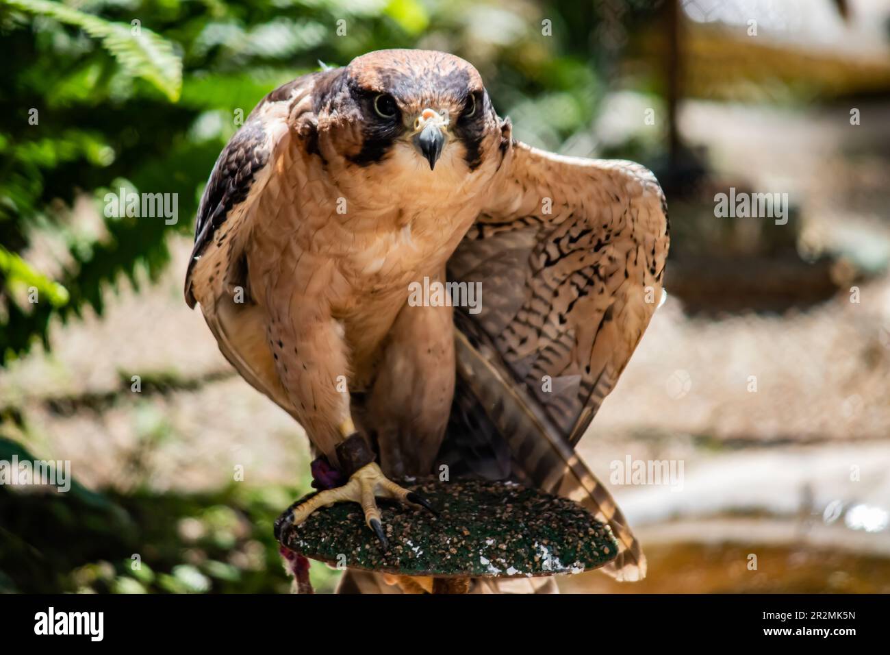 Peregrine Falcon, in Latin Falco peregrinus, one of the world's fastest ...