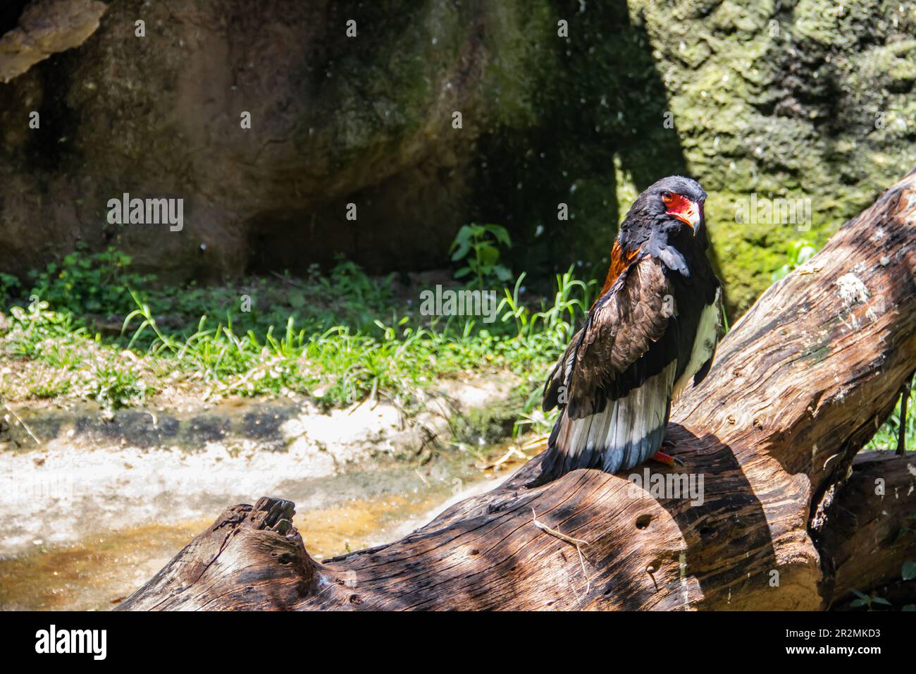 The bateleur or Terathopius ecaudatus is a medium-sized eagle in the ...