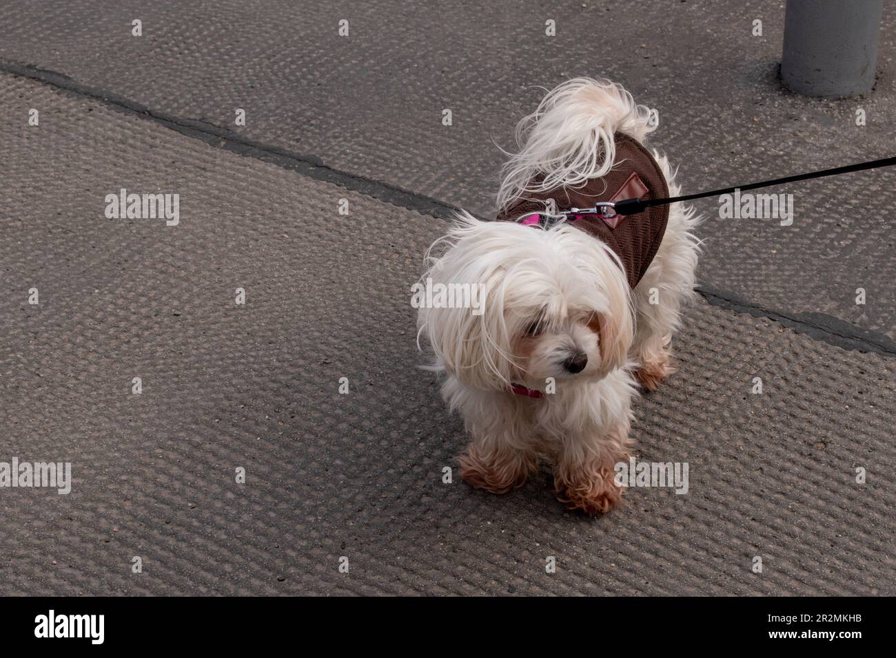 maltese, dog, urban pets on the street in the city of vienna Stock ...