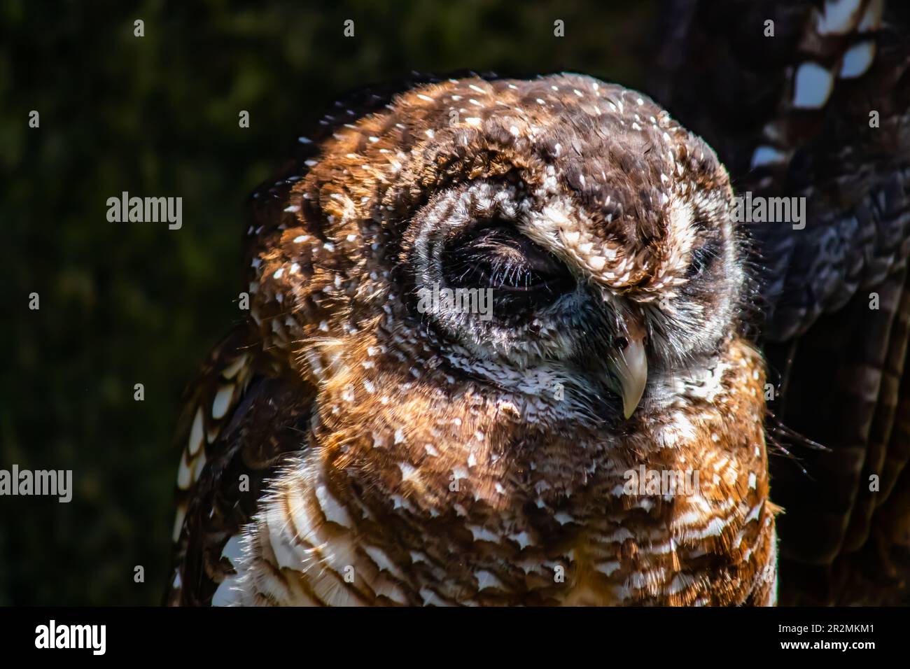 Northwest owl hi-res stock photography and images - Alamy