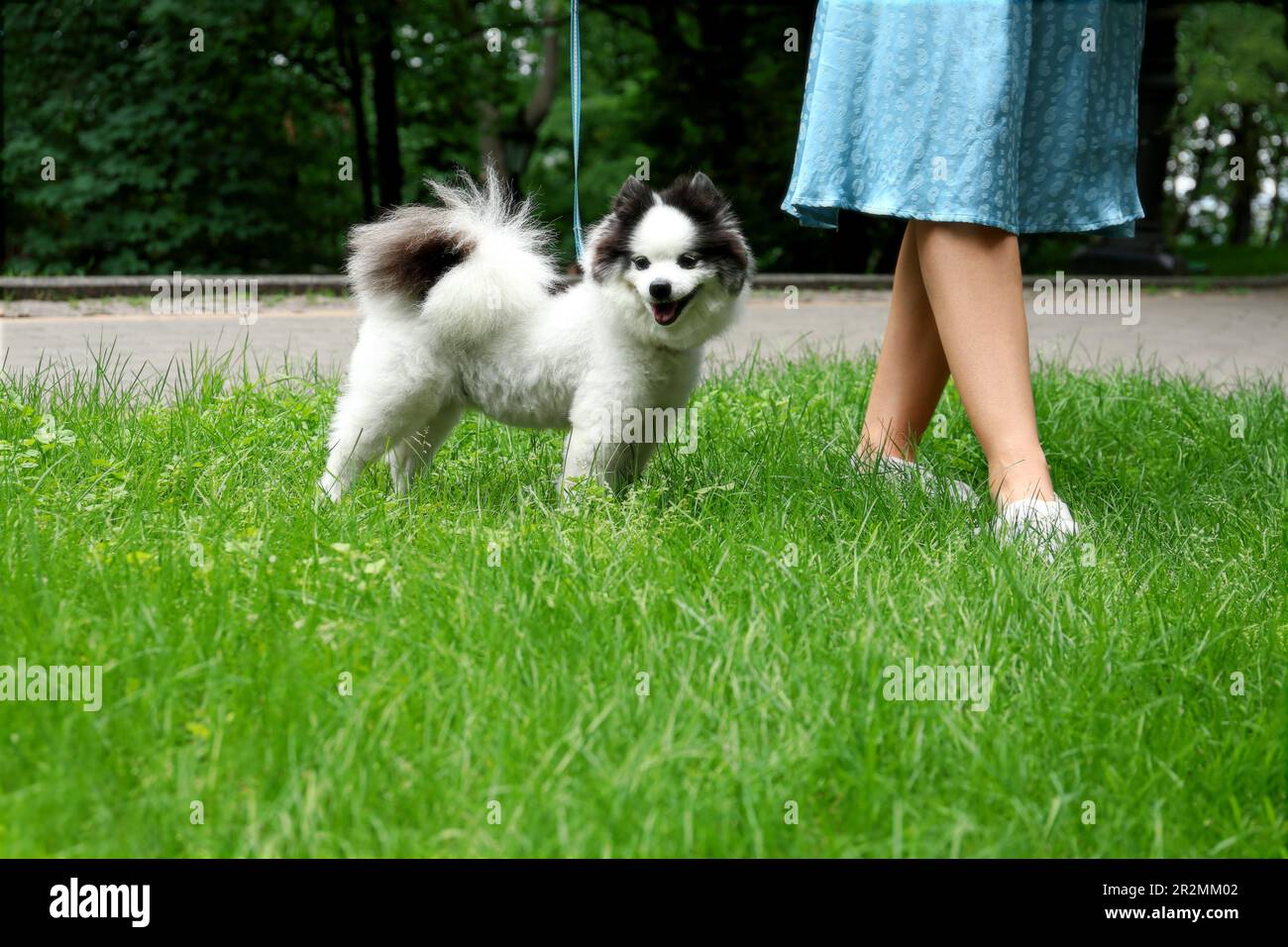 Cute pomeranian spitz collar hi-res stock photography and images - Alamy