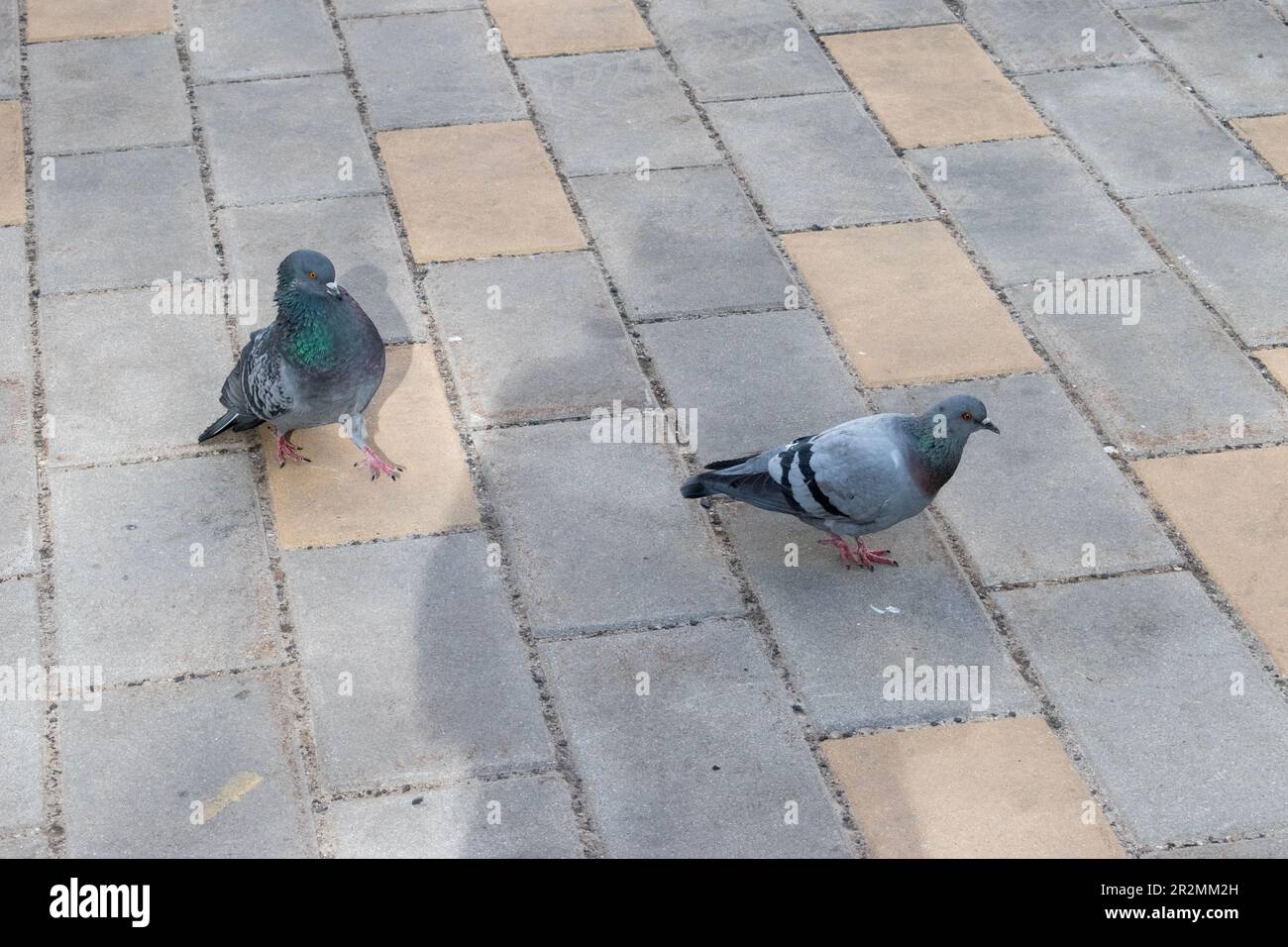 feral pigeons, birds, and nature on the street in the city of vienna ...