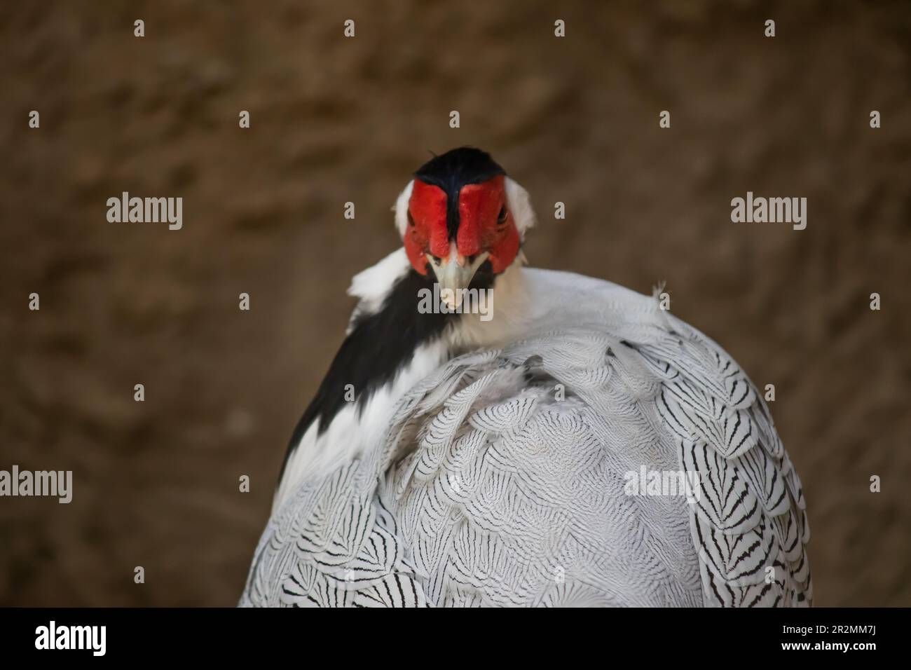 The white eared pheasant (Crossoptilon crossoptilon), also known as ...