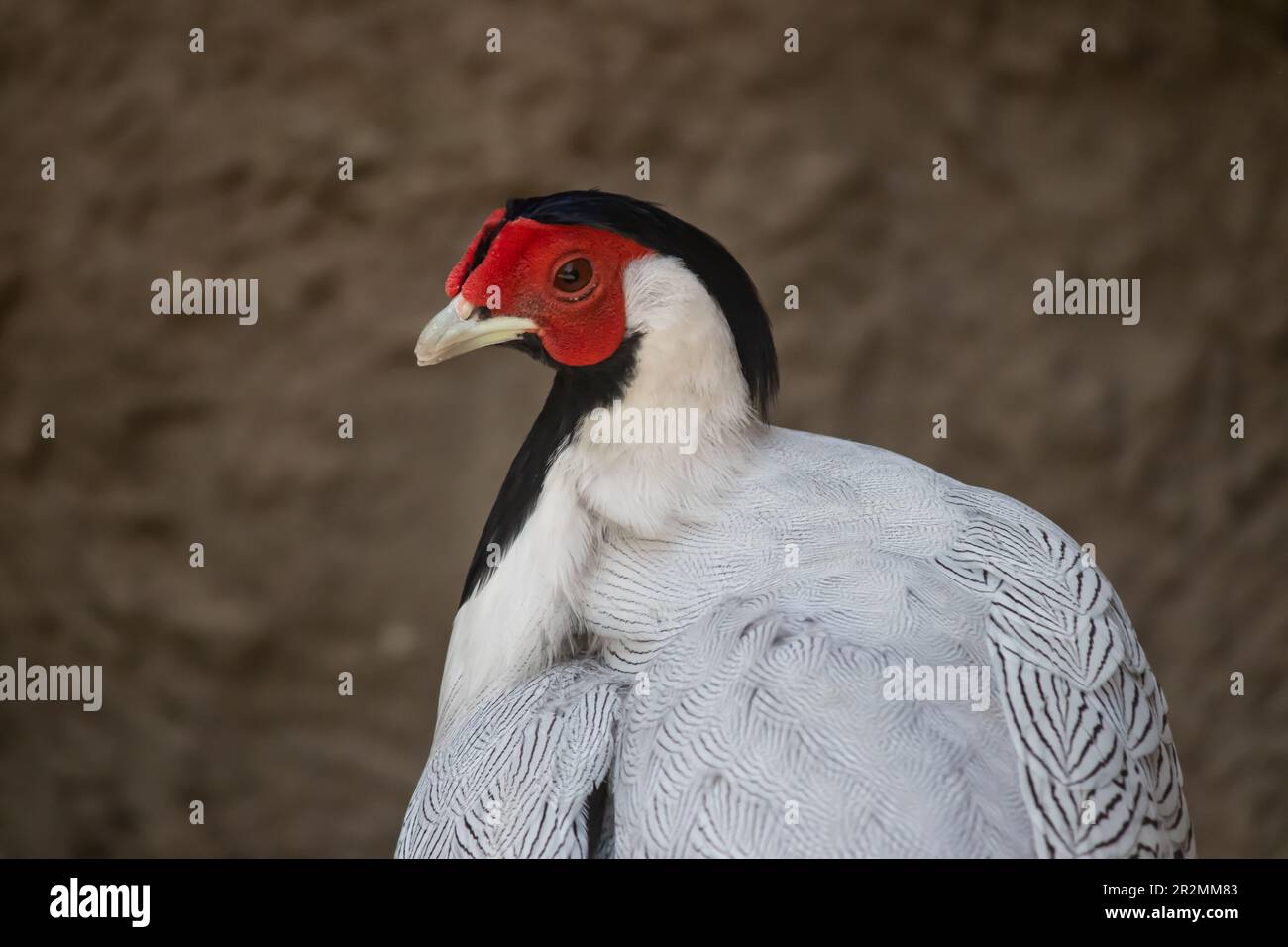 The white eared pheasant (Crossoptilon crossoptilon), also known as ...