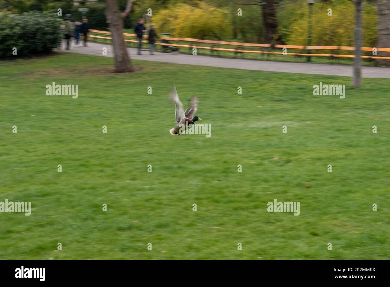 vienna, austria. 9 april 2023: mallard birds are flying over the field ...