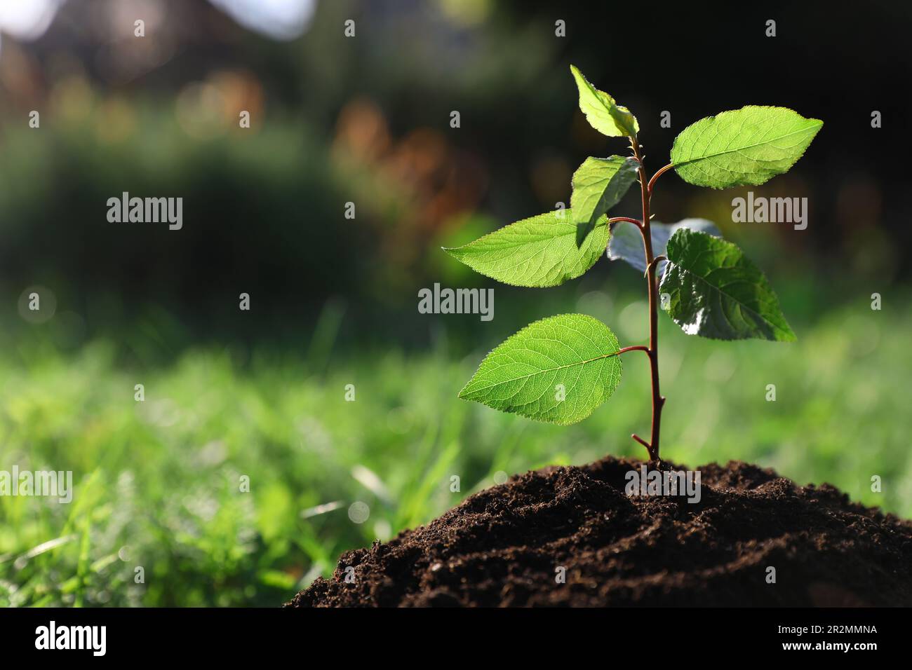 Planting tree. Seedling growing in soil outdoors, closeup. Space for ...
