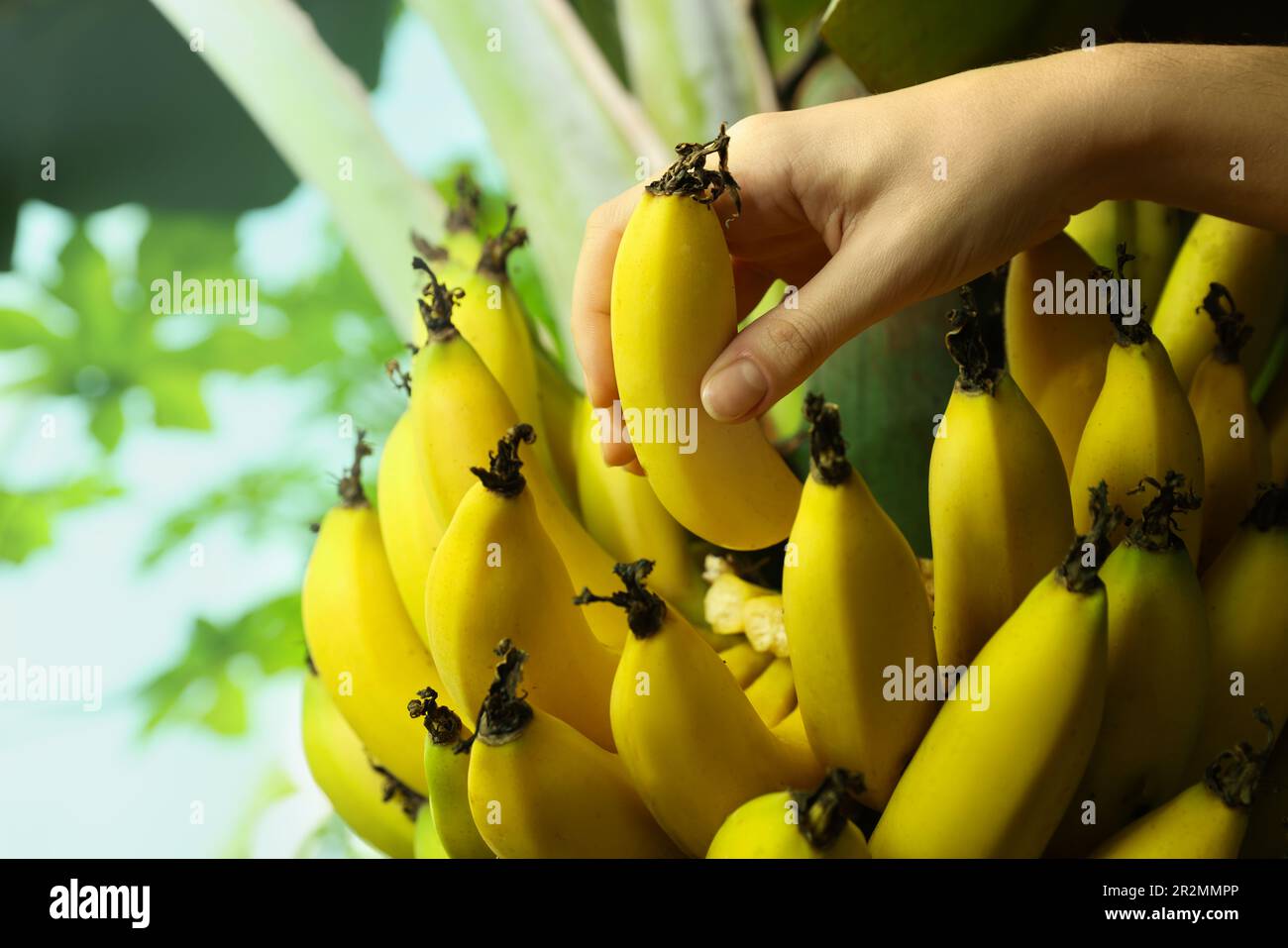 Woman picking ripe banana from tree outdoors, closeup. Space for text ...