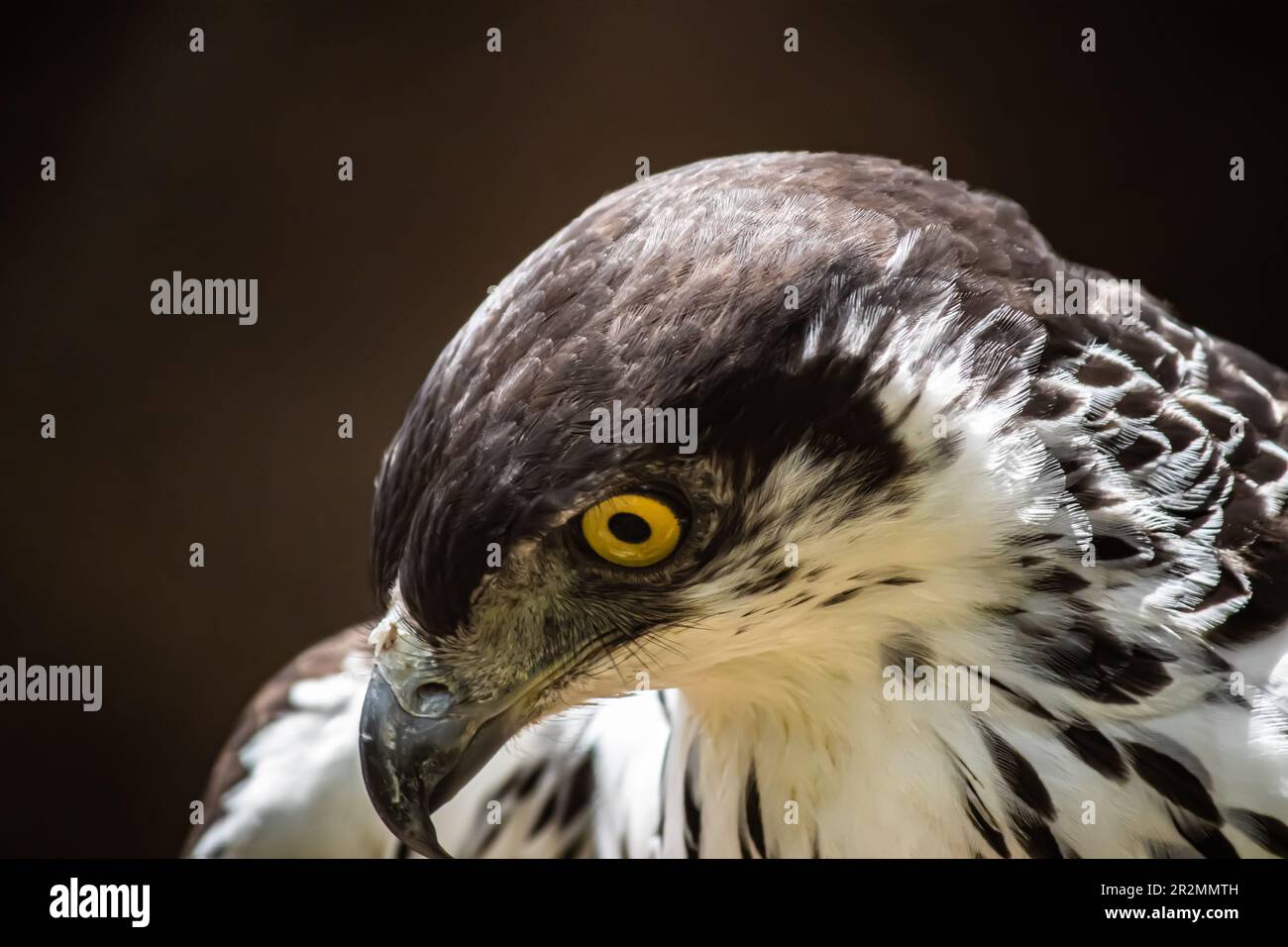 African Hawk Eagle having break between hunting on branch, Scientific ...