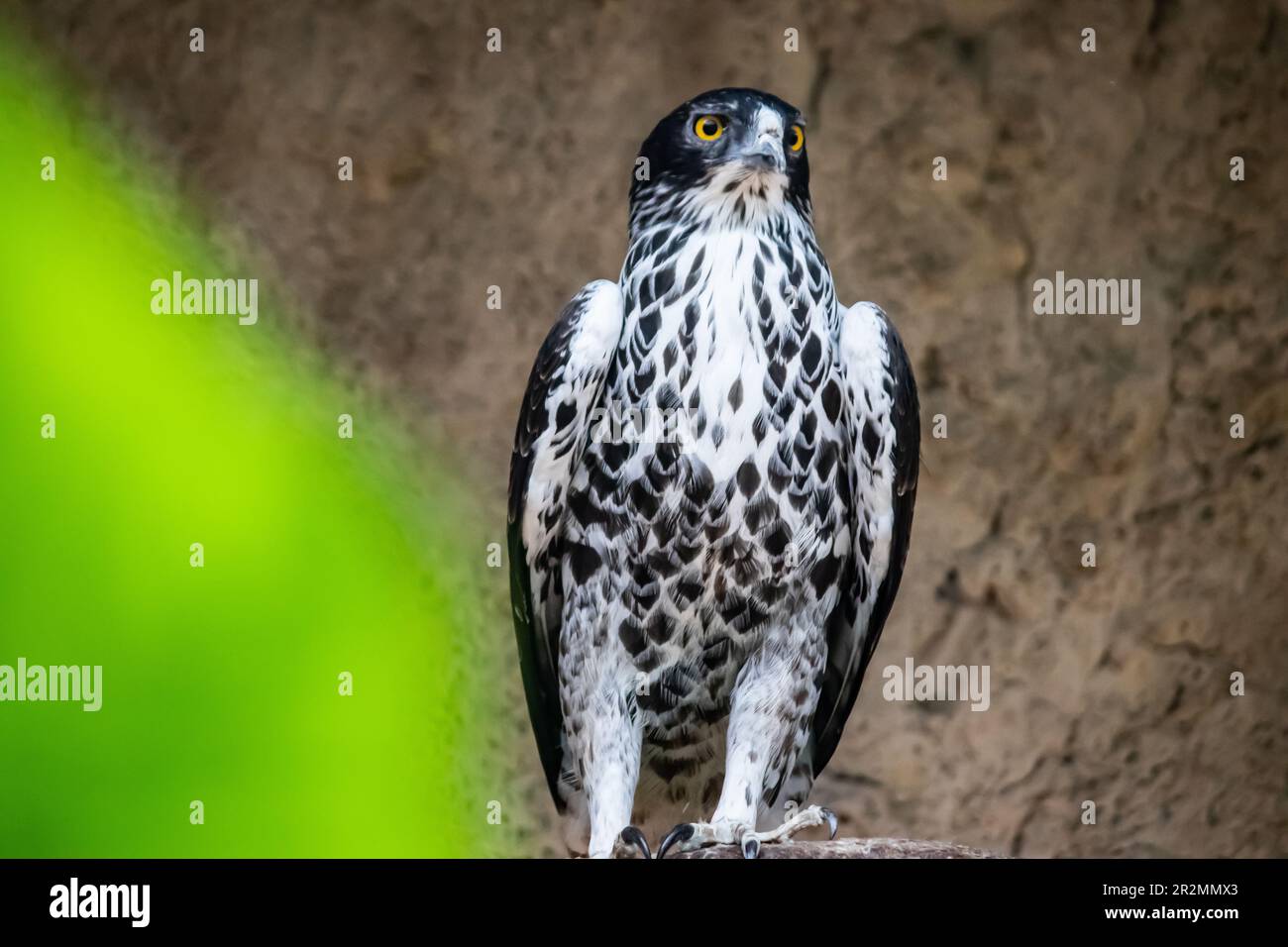 African Hawk Eagle having break between hunting on branch, Scientific ...