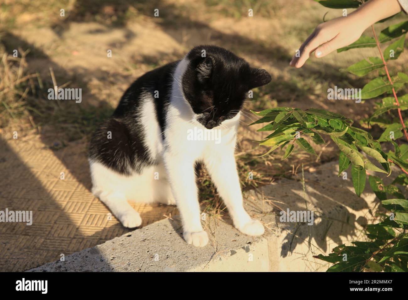 Woman reaching cute cat hi-res stock photography and images - Alamy