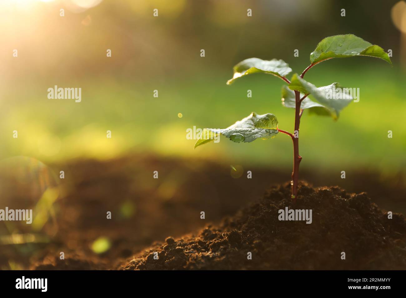 Seedling growing in wet soil outdoors, closeup. Planting tree. Space ...
