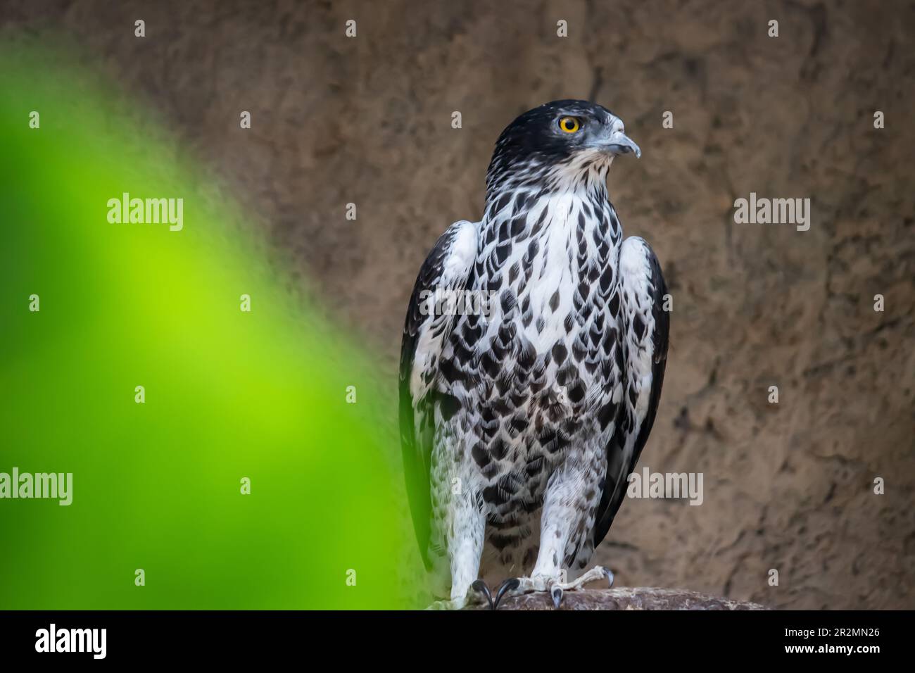 African Hawk Eagle having break between hunting on branch, Scientific ...