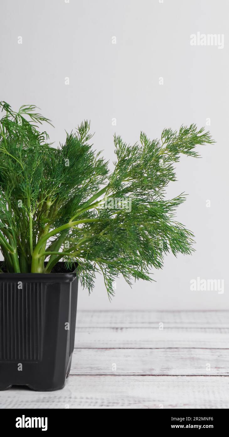 Fresh green dill growing in pot on white wooden table indoors Stock ...