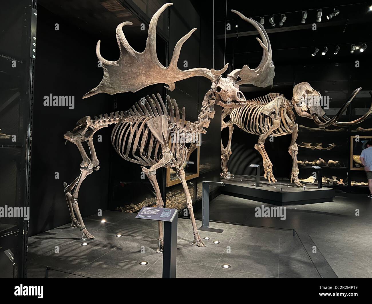 Leiden, Netherlands - June 18, 2022: Life size skeletons of ancient ...