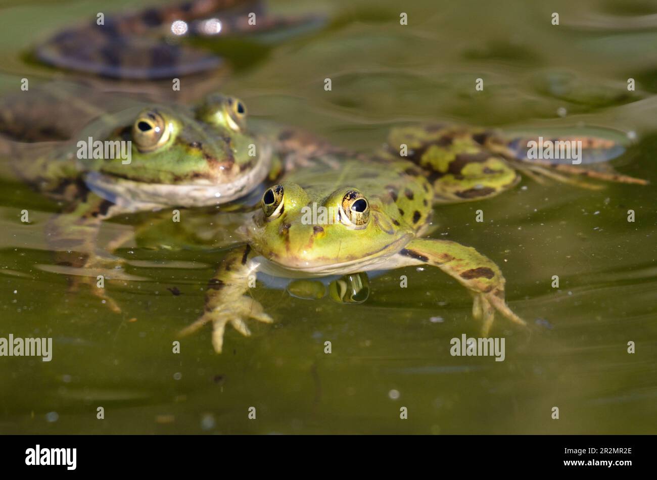 A pair of edible frogs is swimming together Stock Photo - Alamy