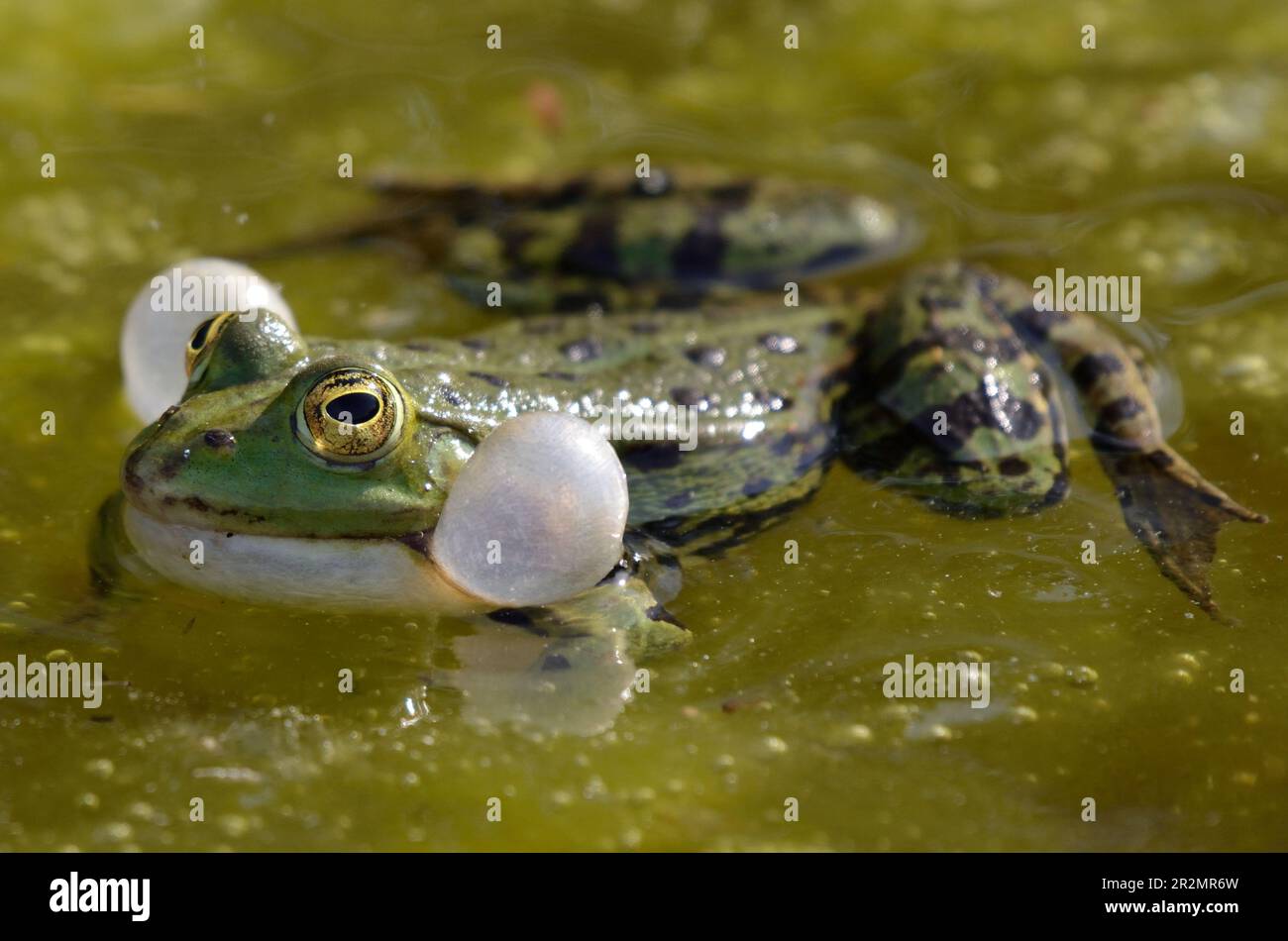Portrait of a singing edible frog, showing his vocal sacs Stock Photo ...