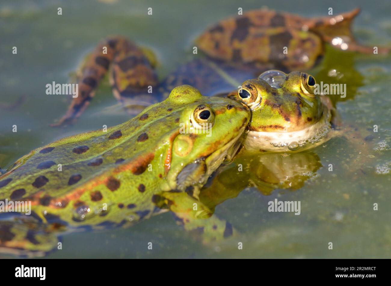 Kissing a frog hi-res stock photography and images - Alamy