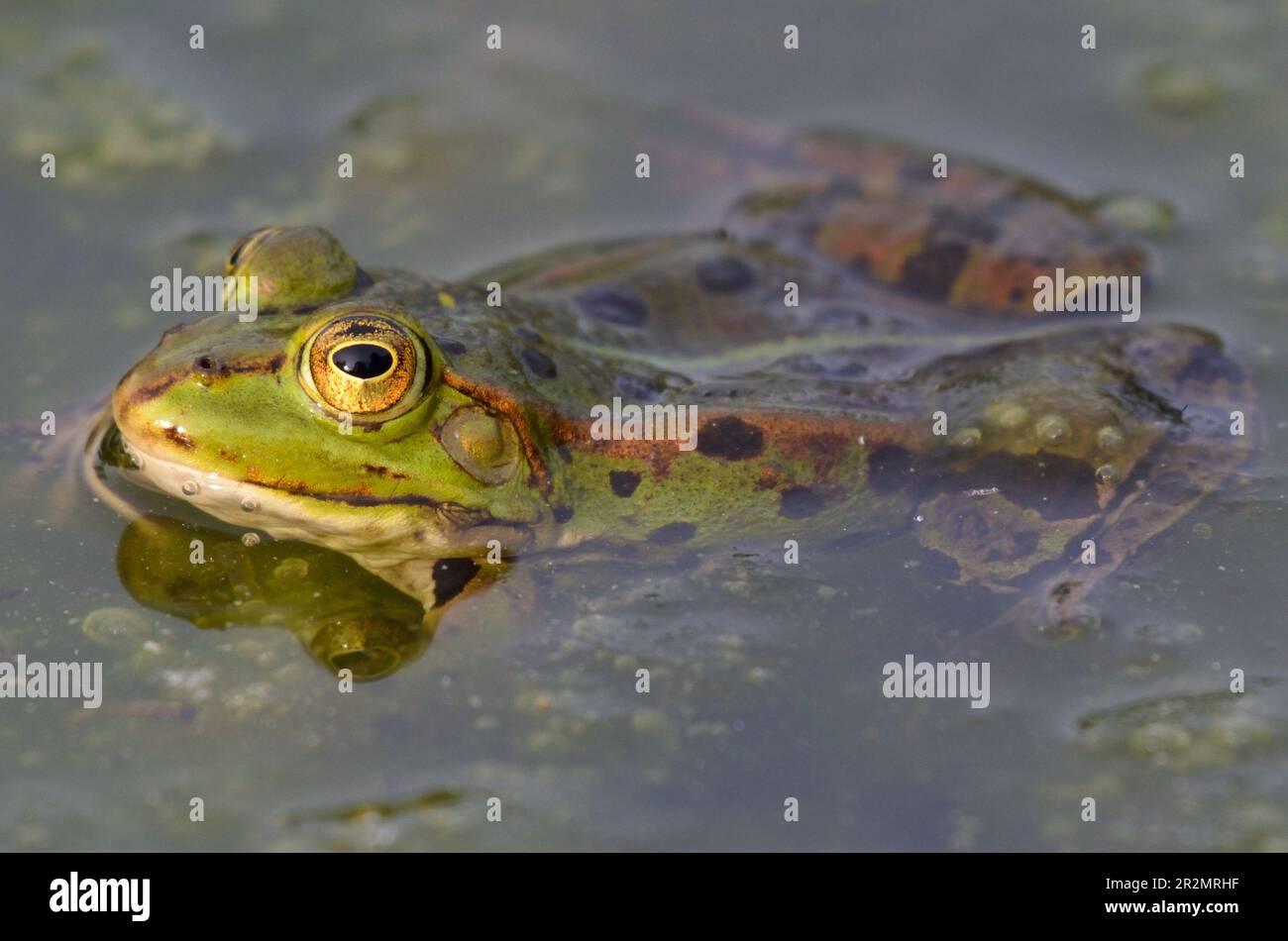 Portrait of an edible frog at the botanical garden in Kassel Stock ...