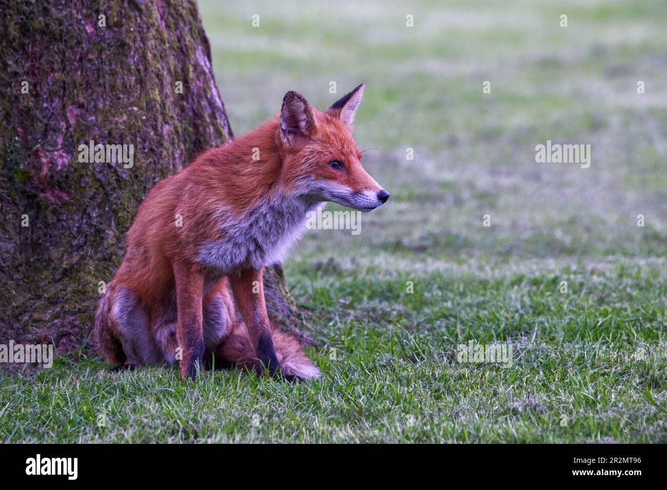 Detailed shots of red foxes hi-res stock photography and images - Alamy