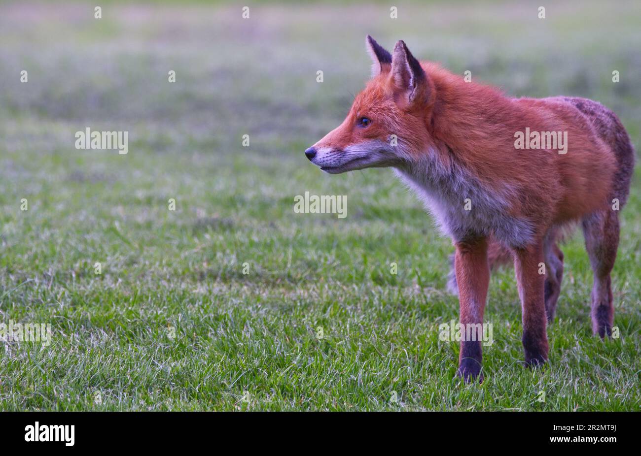 Red fox stance hi-res stock photography and images - Alamy