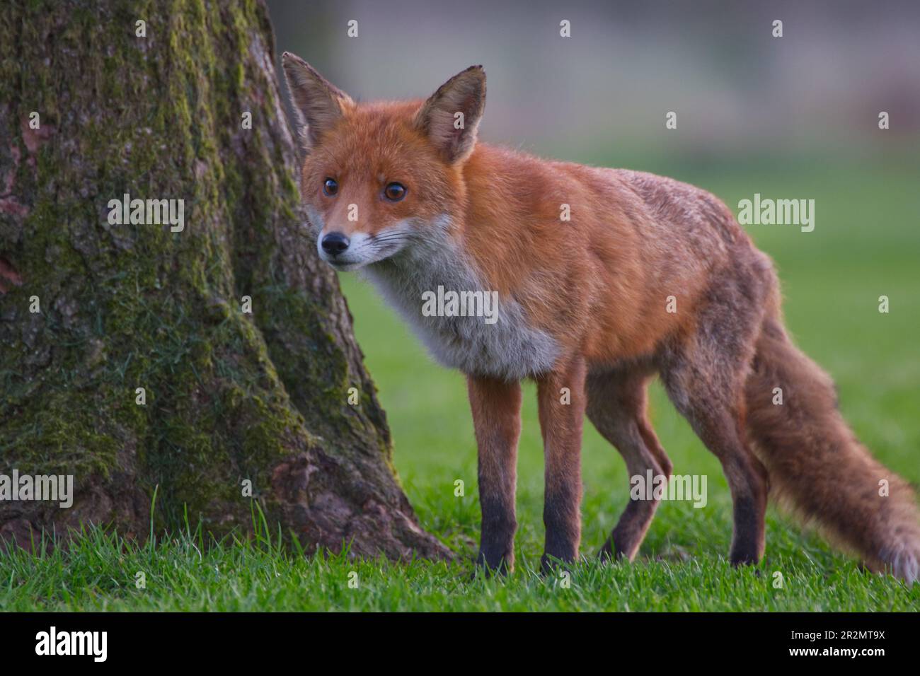 Detailed shots of red foxes hi-res stock photography and images - Alamy