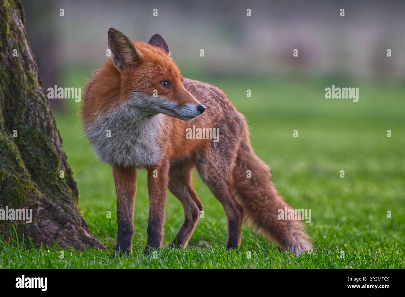 Detailed shots of red foxes hi-res stock photography and images - Alamy