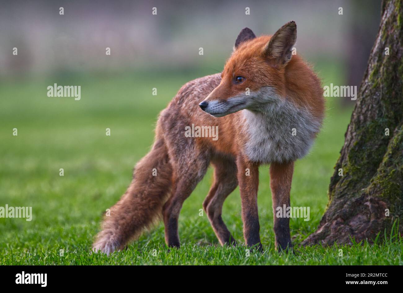 Detailed shots of red foxes hi-res stock photography and images - Alamy