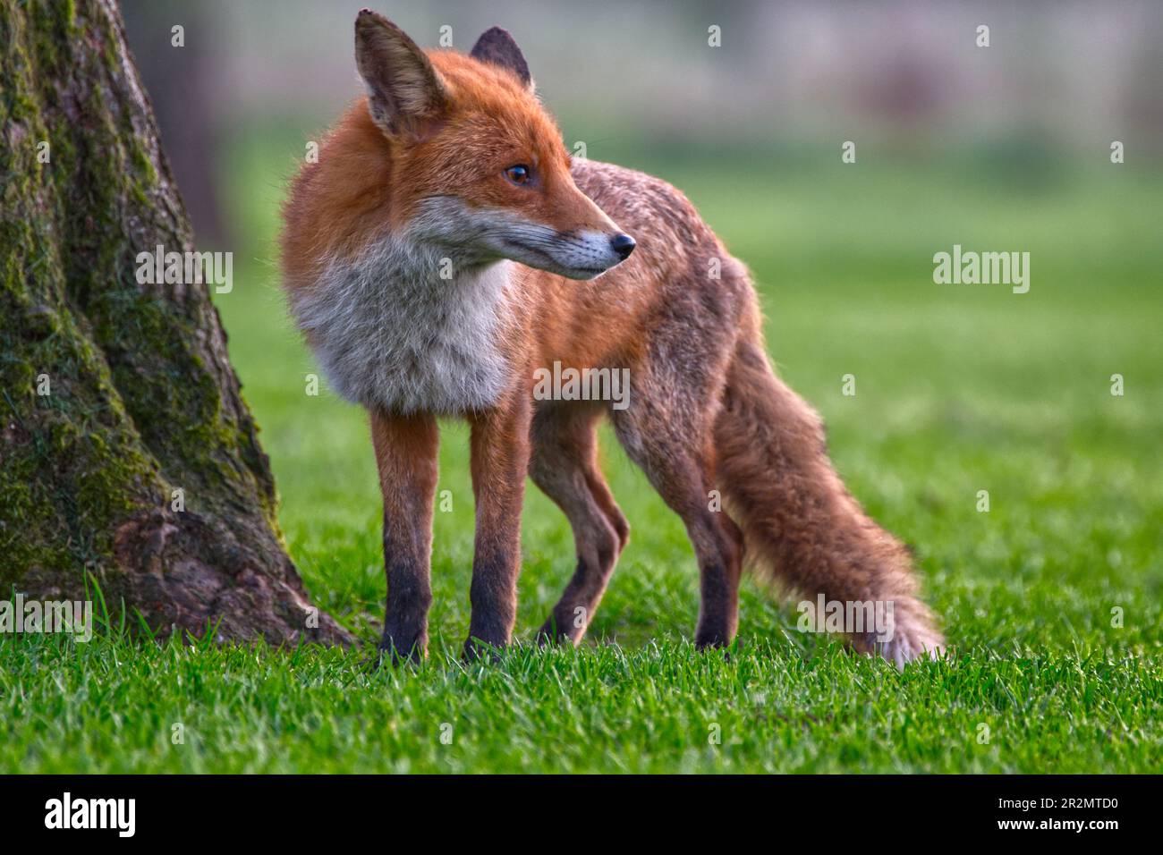 Detailed shots of red foxes hi-res stock photography and images - Alamy