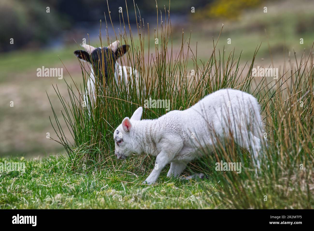 Ewe and lambs together hi-res stock photography and images - Alamy