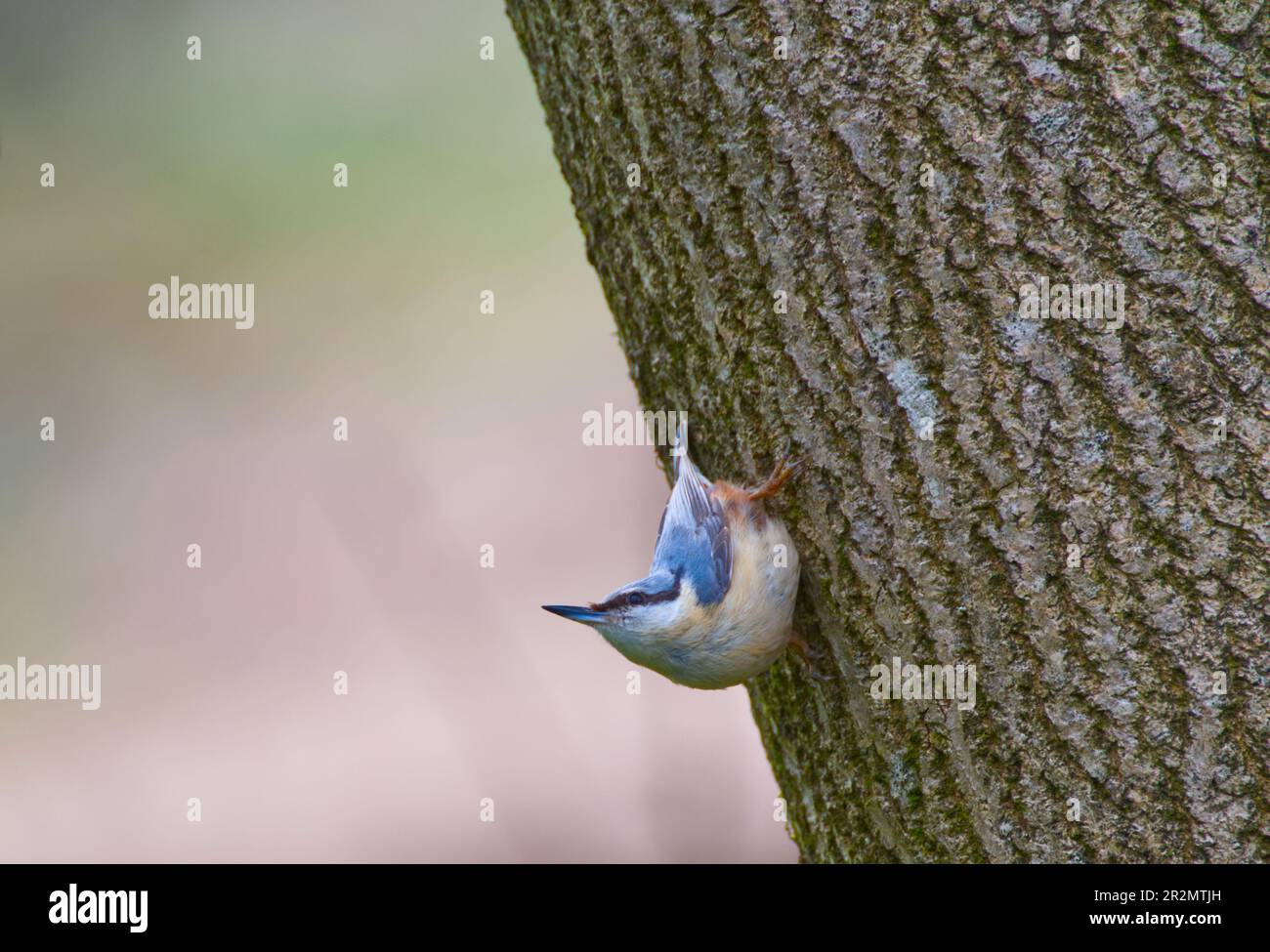Classic pose of the nuthatch hi-res stock photography and images - Alamy