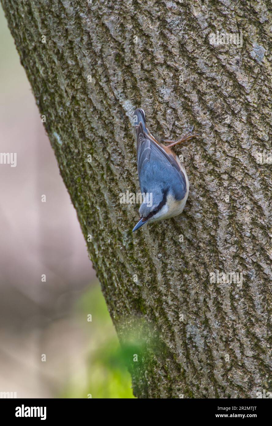 Classic pose of the nuthatch hi-res stock photography and images - Alamy