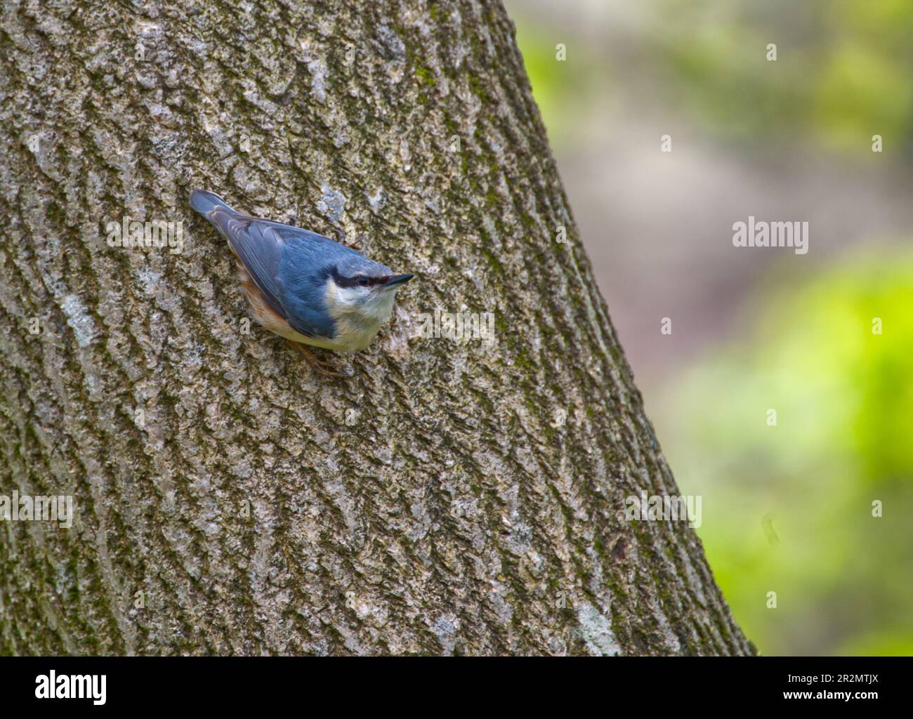 Classic pose of the nuthatch hi-res stock photography and images - Alamy