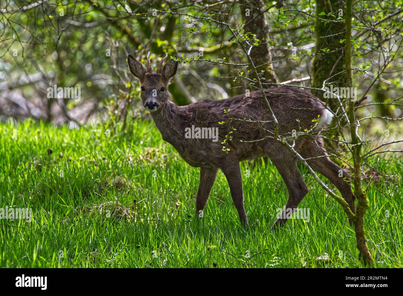 Heavily textured with lots of nodules hi-res stock photography and ...