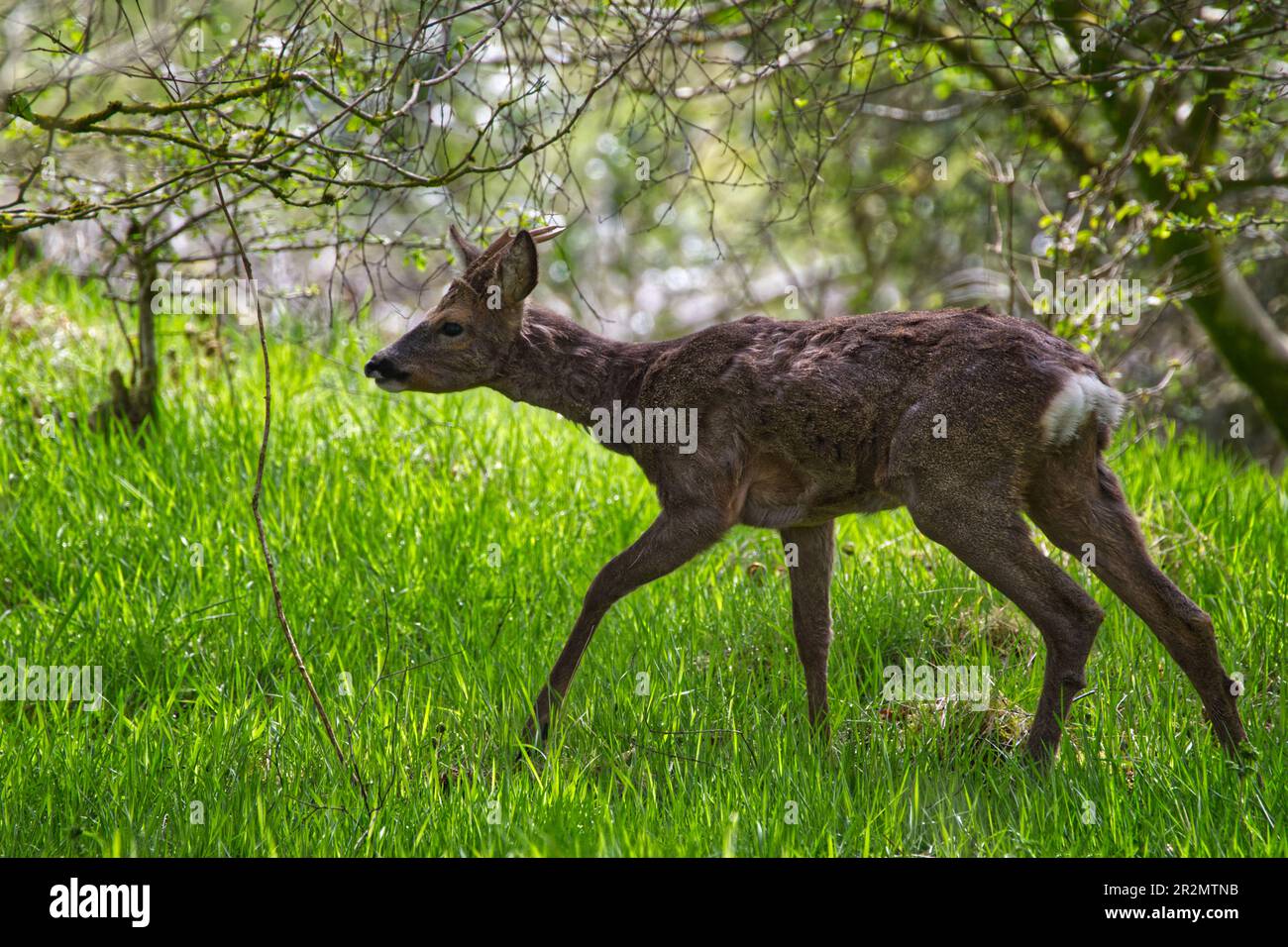 Landscape format of roe deer hi-res stock photography and images - Alamy