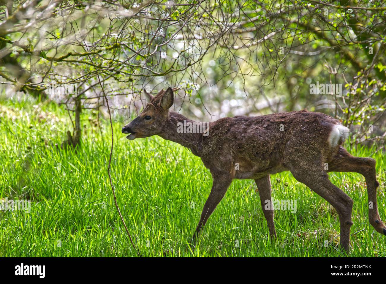 Heavily textured with lots of nodules hi-res stock photography and ...