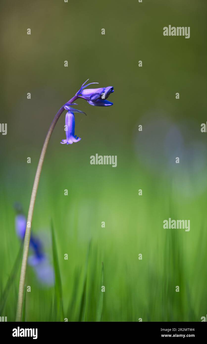Portrait bluebell format hi-res stock photography and images - Alamy