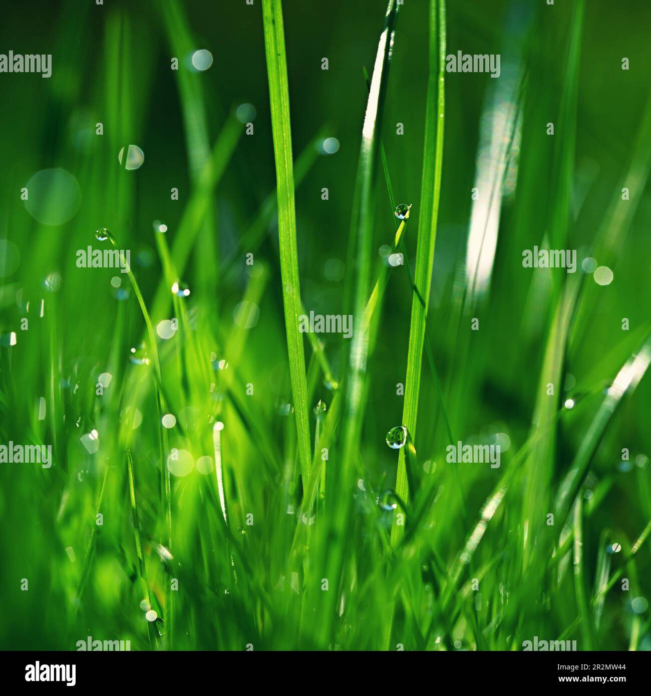 Beautiful nature background with grass and morning dew. Sunbeams of the ...