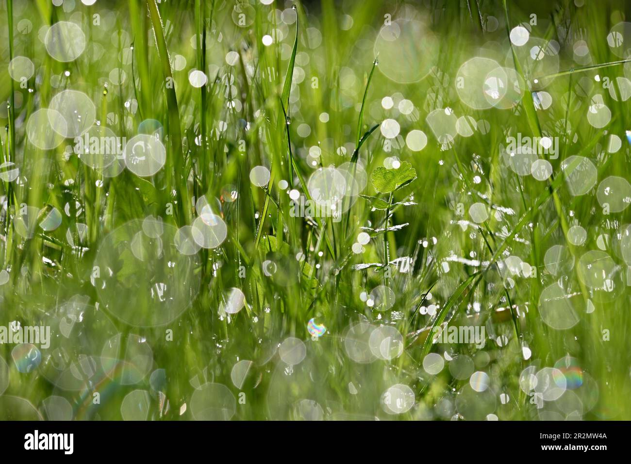 Beautiful Nature Background With Grass And Morning Dew Sunbeams Of The