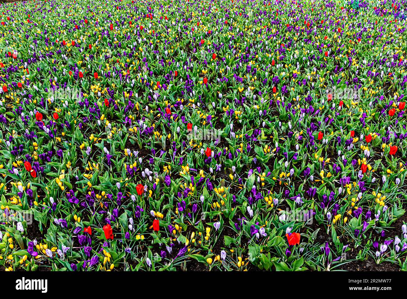 Multicolored huge spring flowers field background. Keukenhof ...