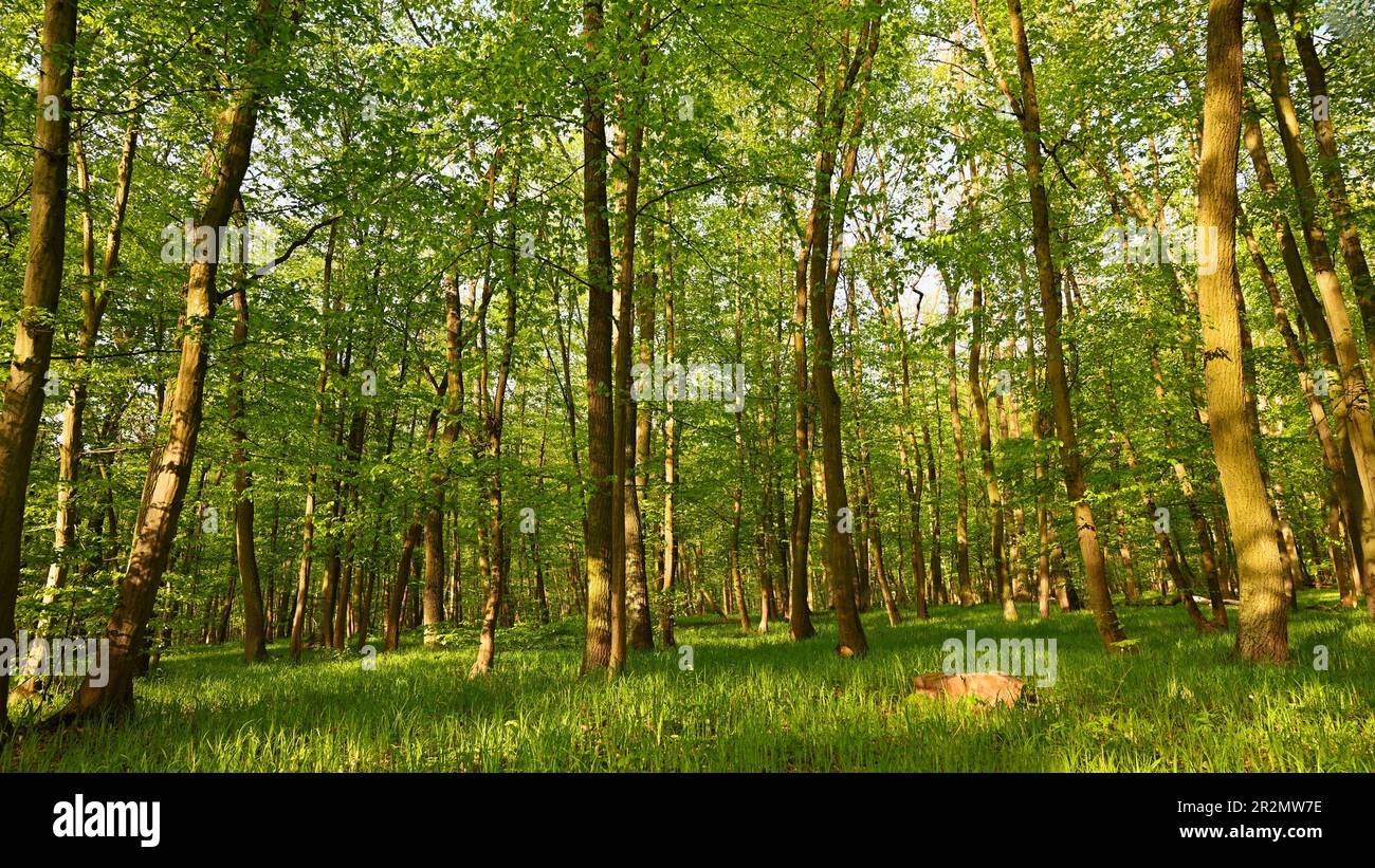 Beautiful green forest in springtime. Nature background with sun Stock ...