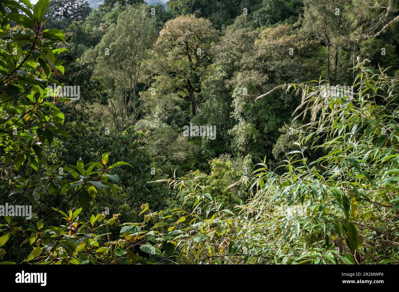 Tropical forest on Mount Rinjani on the descent to Senaru village ...