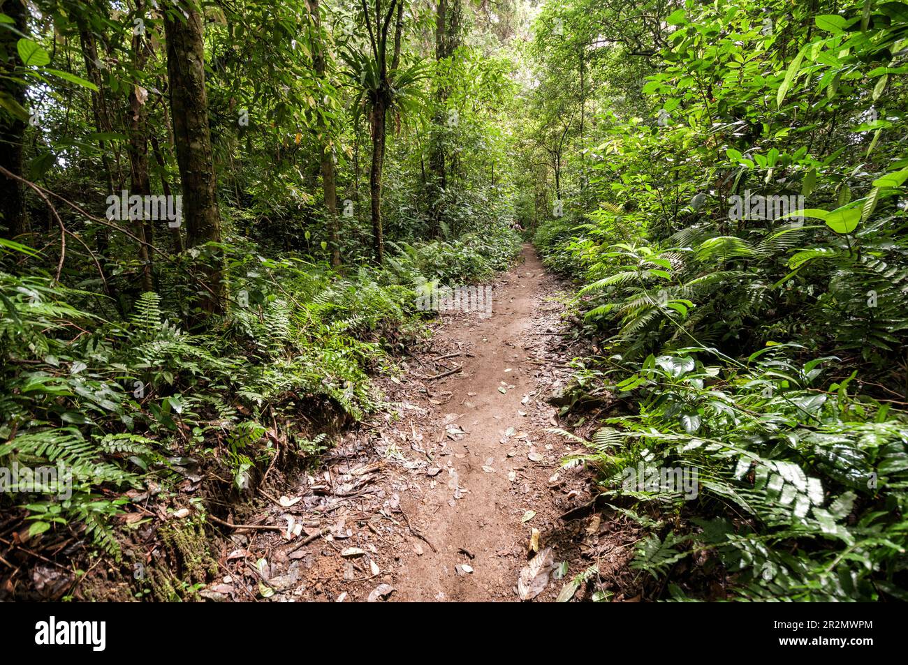 Jungle trail on Mount Rinjani near Senaru village, Lombok, Indonesia ...