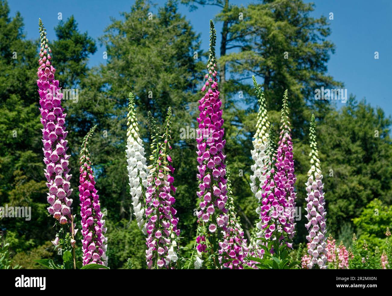 Common Foxglove, Digitalis purpurea, cultivated flowers, white, rosy ...