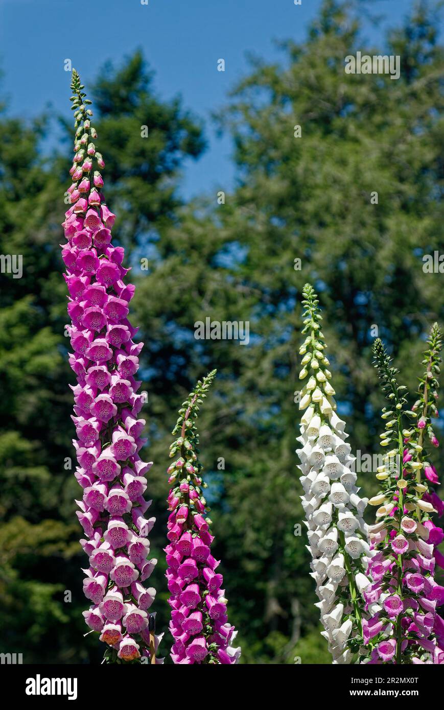 Common Foxglove, Digitalis purpurea, cultivated flowers, white, rosy ...