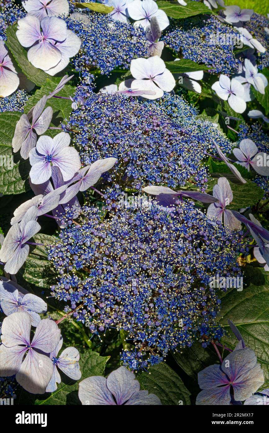 Lacecap hydrangea blossoms, close-up, blue, lavender, deciduous shrub, Hydrangea macroiphylla ...