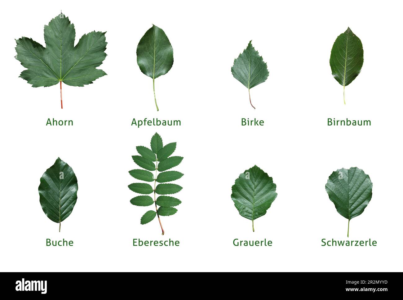maple, apple tree, birch, pear, beech, douglasia, alder, gray alder ...