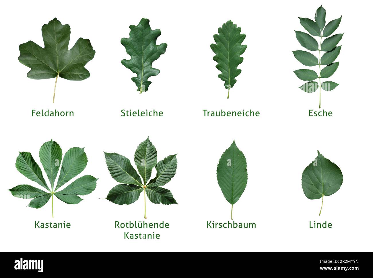 maple, field maple, pedunculate oak, oak, oak, ash, chestnut, red Stock ...